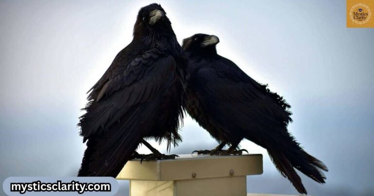 11 Spiritual Meanings of Raven and Symbolism
