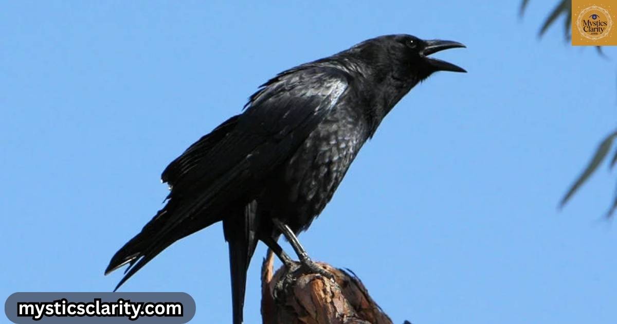 Spiritual Meaning of Crows: Symbols, Messages, and Omens