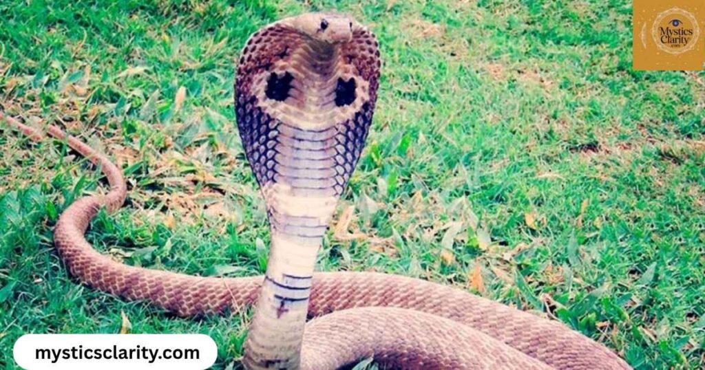 13 Spiritual Meanings of Seeing a Snake in Your Path