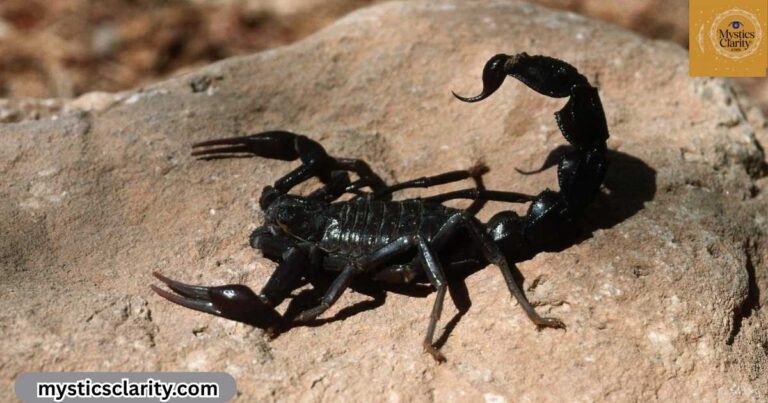 scorpion spiritual meaning and Symbolism – Mystics Clarity