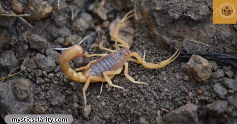 scorpion spiritual meaning and Symbolism – Mystics Clarity