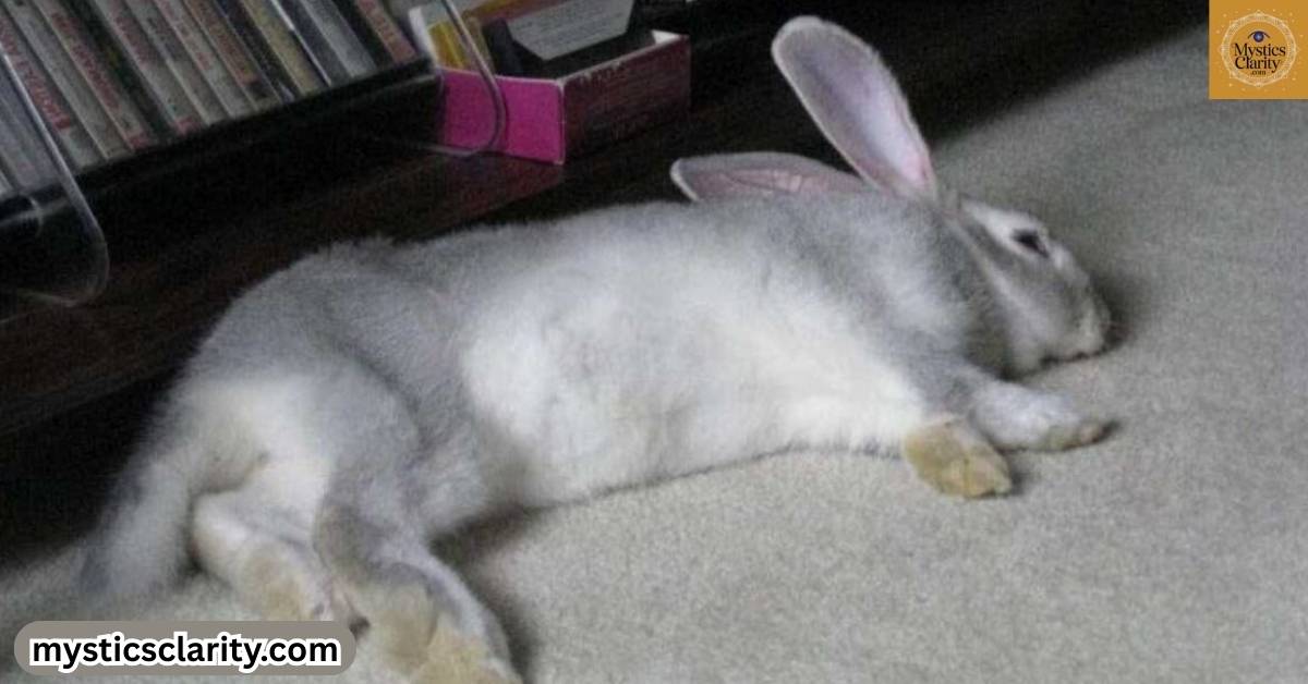 11 Spiritual Meanings and Symbolism of Dead Rabbit